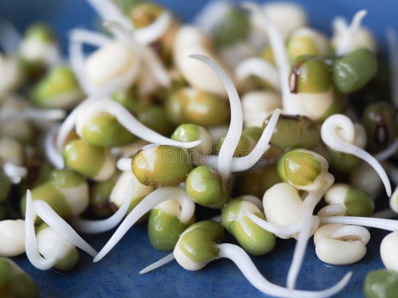 Close Up of Mung Bean Sprouts Stock Image - Image of beans, green ...