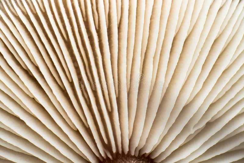 Close-up of Mushroom Cap Gills, Macro Shot, Texture of the Bottom of ...