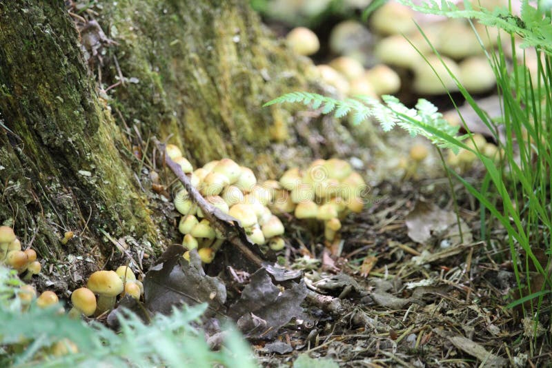 Mushroom Close Up stock image. Image of plant, inside - 116720047