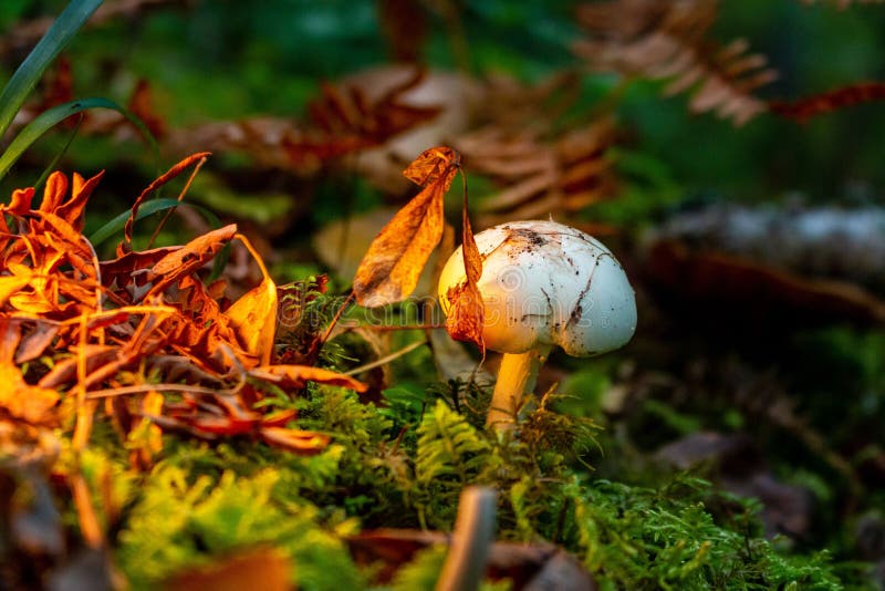Close-up of Mushroom on the Forest Floor with Illuminated Light Stock Image - Image of organic ...