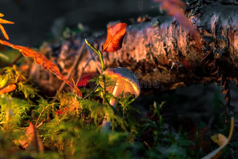 Close-up of Mushroom on the Forest Floor with Illuminated Light Stock Photo - Image of ...