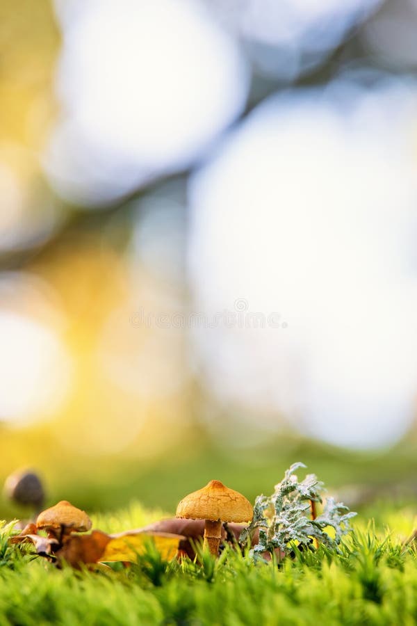 Close Up of a Mushroom on the Ground in the Middle of the Forest Stock Photo - Image of ...
