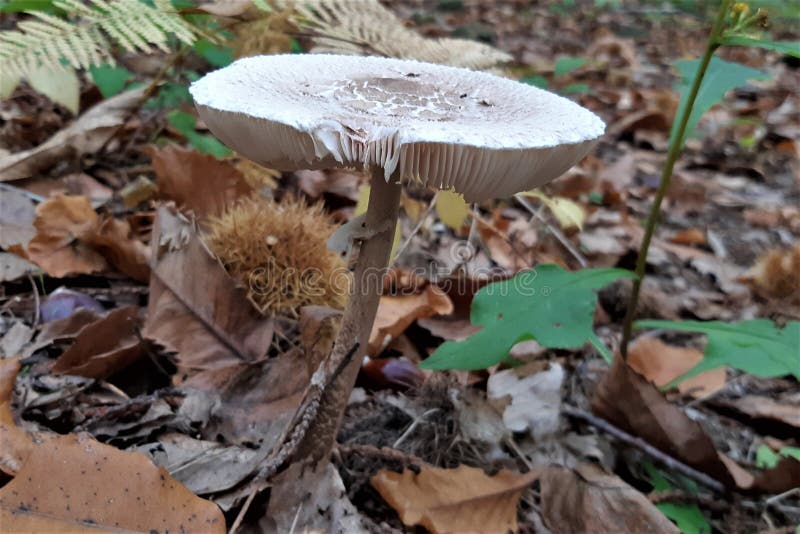 Close Up of a Mushroom on the Ground in the Middle of the Forest Stock Photo - Image of ...