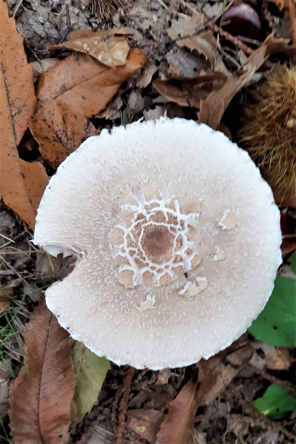 Close Up of a Mushroom on the Ground in the Middle of the Forest Stock Photo - Image of ...