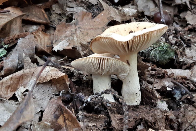 Close Up of a Mushroom on the Ground in the Middle of the Forest Stock Photo - Image of ...