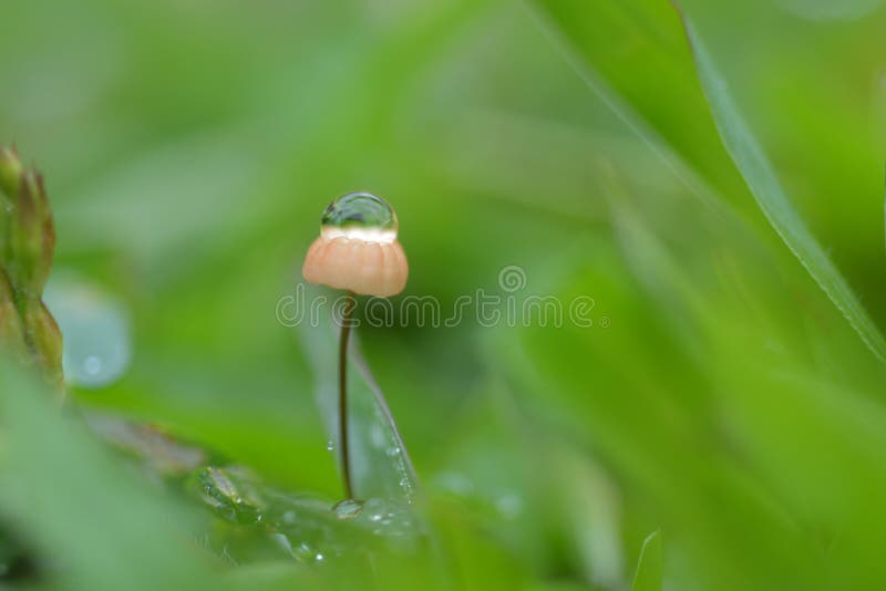 Close Up of a Mushroom on the Ground in the Middle of the Forest Stock Image - Image of loam ...