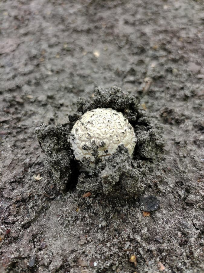 A Close-up of a Mushroom Head Sprouts from Under the Ground Stock Photo ...