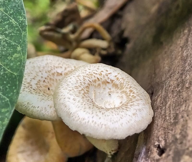 Close Up Mushroom Lentinus Tigrinus Stock Photo - Image of nutrition ...