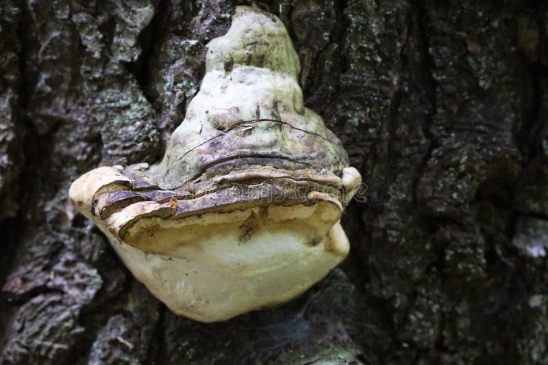 Close-up of a Mushroom Looking Like a Monster Hanging on a Bark of Tree ...