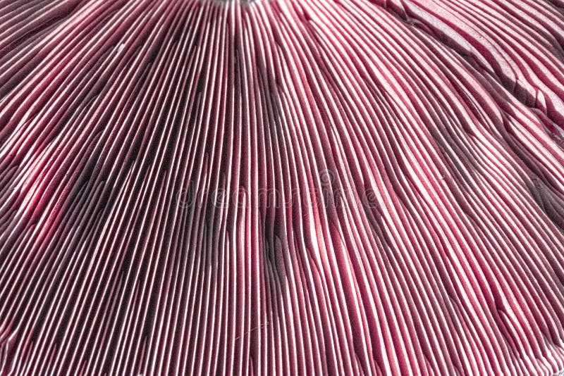 Close Up of Mushroom Ridges, Gills, Sections Stock Image - Image of ...