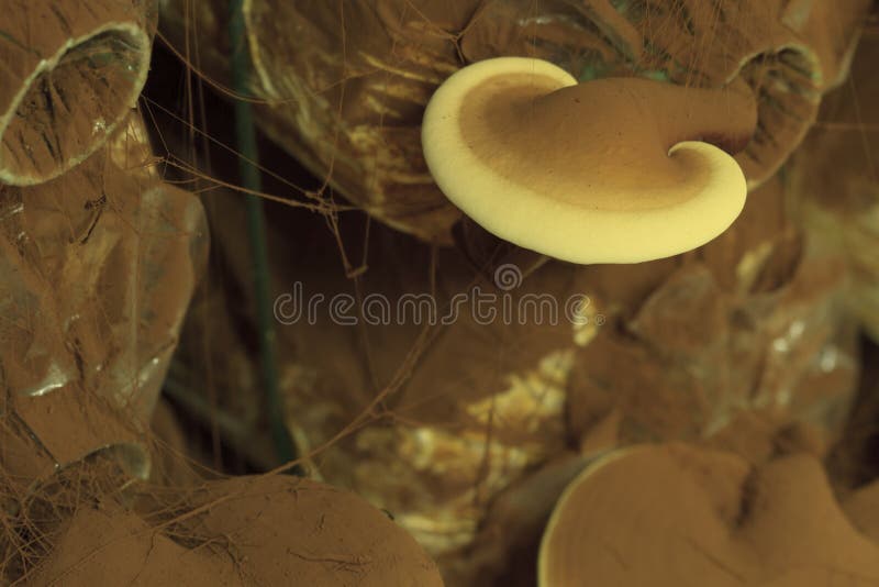 Close up of Mushrooms stock image. Image of healthy, food - 27658383