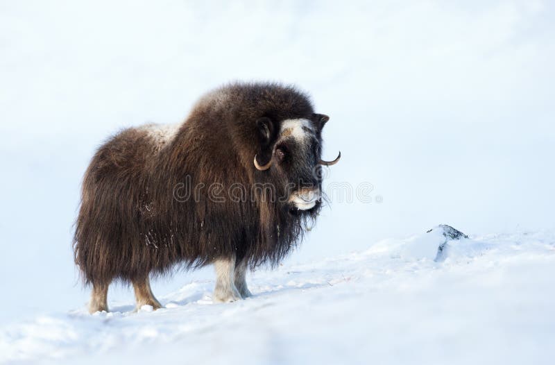 Close Up of a Musk Ox in Winter Stock Photo - Image of outdoors ...