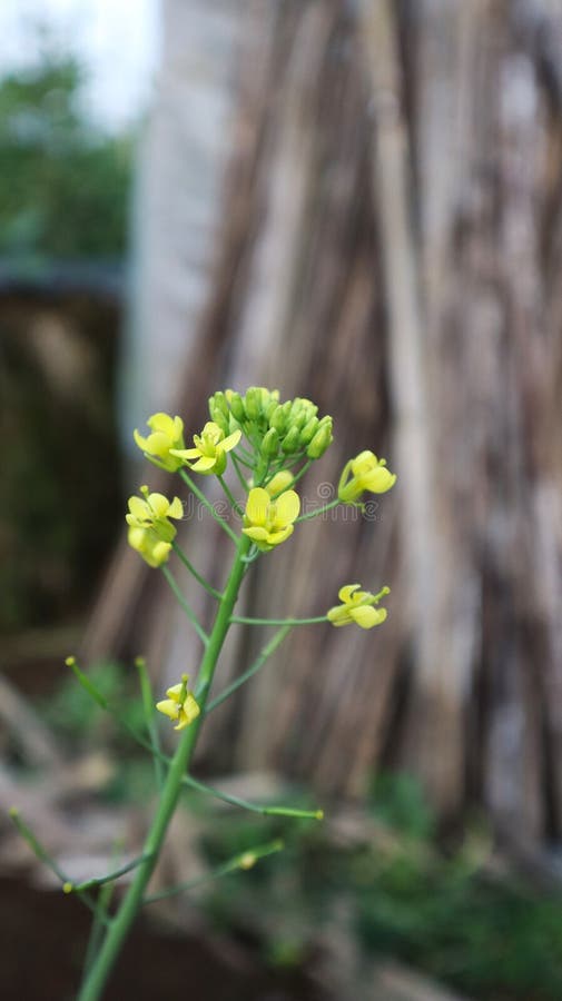 Close Up of Mustard Flower Growing and Details Stock Image - Image of ...