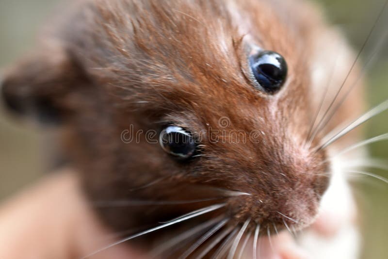 Close-up of the Muzzle of a Domestic Hamster with Bulging Eyes. Stock ...