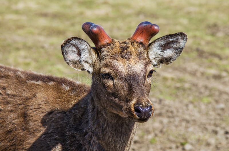 Close-up of the Muzzle of a Forest Deer Stock Photo - Image of cute ...