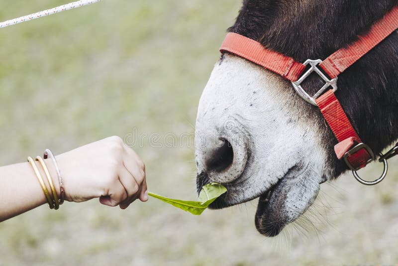 Muzzle of a Greedy Donkey Eating a Leaf Stock Photo - Image of mammal ...