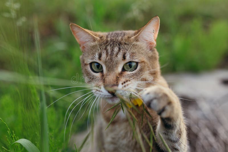 Close-up Muzzle of a Short-haired American Cat that Sniffs and Nibbles ...