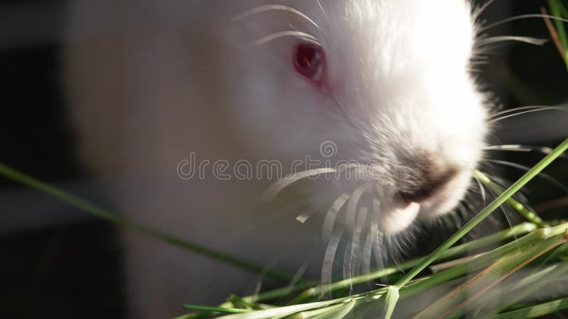 Close-up of the Muzzle of a Small White Rabbit. Breeding Rabbits on the ...