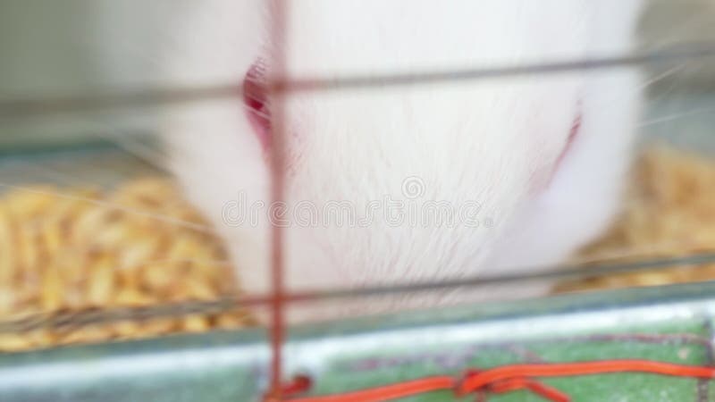 Close-up of the Muzzle of a Small White Rabbit in a Cage Stock Footage ...