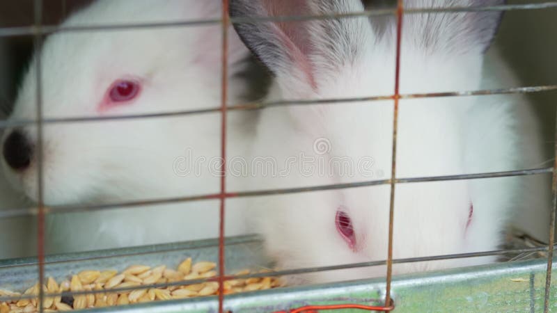 Close-up of the Muzzle of a Small White Rabbit in a Cage Stock Footage ...