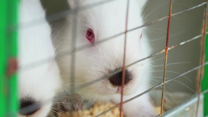 Close-up of the Muzzle of a Small White Rabbit in a Cage Stock Video ...