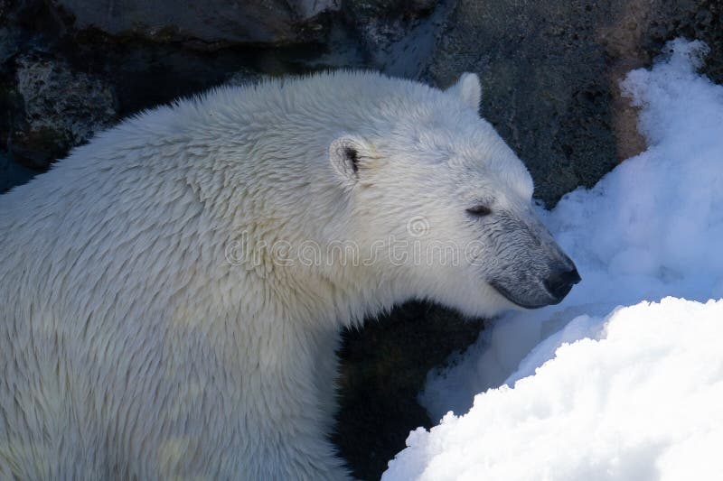 Close-up of the Muzzle of a White Polar Bear. Stock Photo - Image of ...