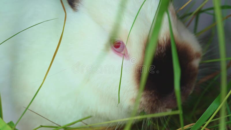 Close-up of the Muzzle of a White Rabbit with a Black Nose Eats Grass ...