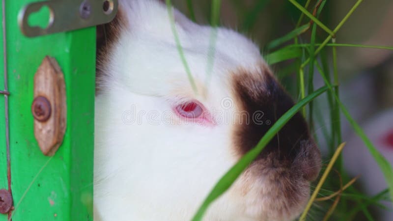 Close-up of the Muzzle of a White Rabbit with a Black Nose Eats Grass ...