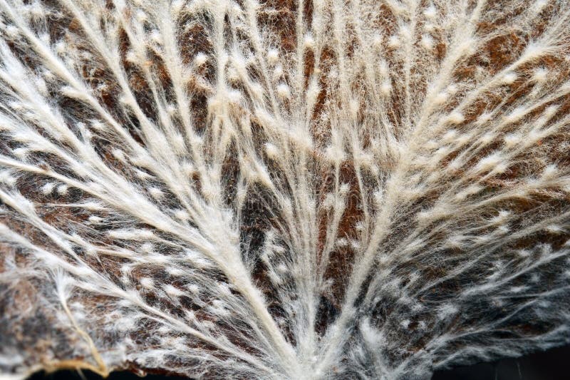 Close Up Mycelium Fungus from the Tropical Rainforest Stock Image ...