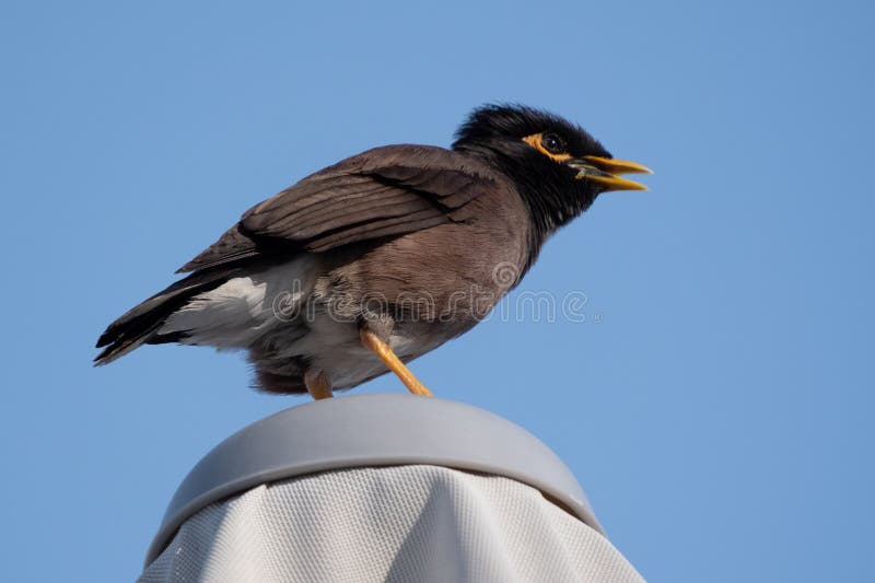A close-up of a Mynah bird stock image. Image of fauna - 319422119