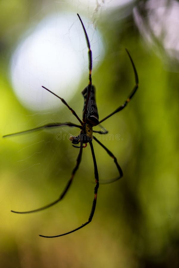Close-up of a Mysterious Spider Net. Stock Photo - Image of background ...