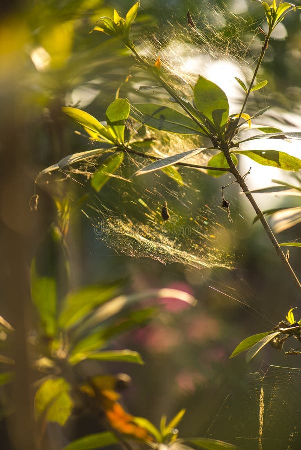 Close-up of a Mysterious Spider Net. Spider Webs Stock Photo - Image of ...