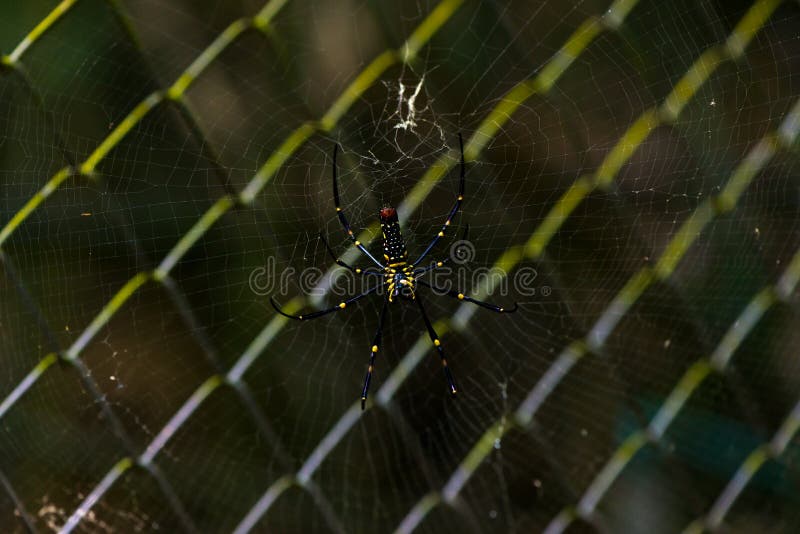 Close-up of a Mysterious Spider Net. Stock Image - Image of ...