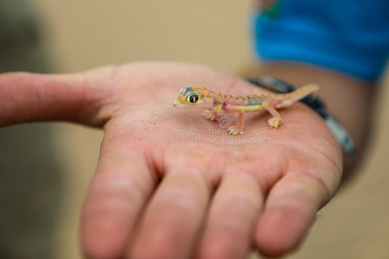 Gecko Hand stock photo. Image of bokeh, development, gekko - 45071438