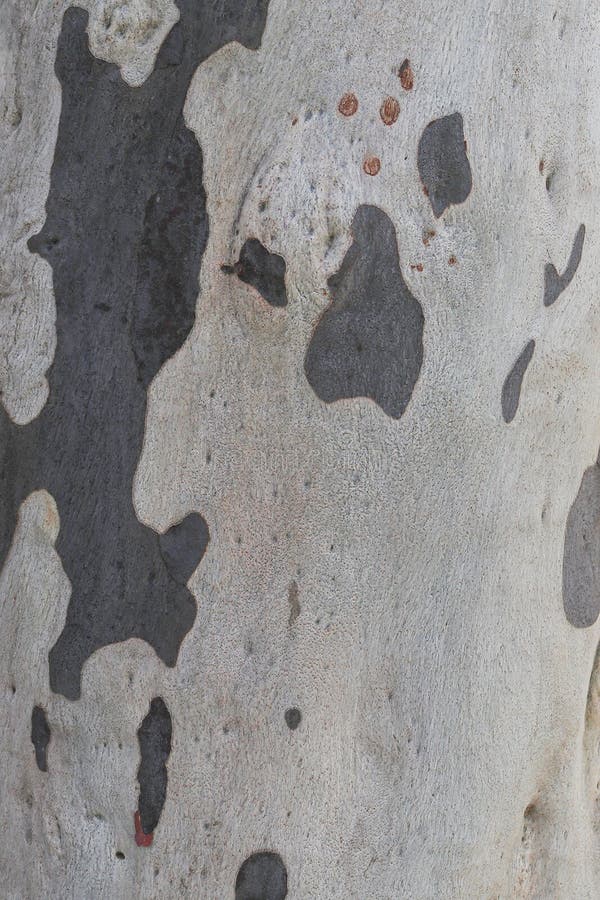 A Close Up Of Native Australian Eucalyptus Gum Tree Trunk Stock Photo ...