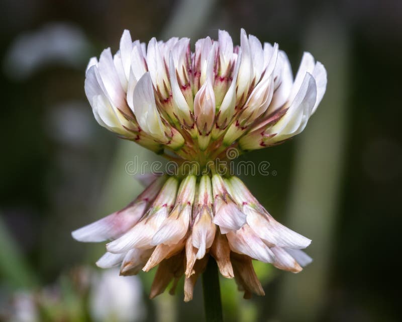 Close Up of a Native White Clover Bloom Stock Image - Image of close ...