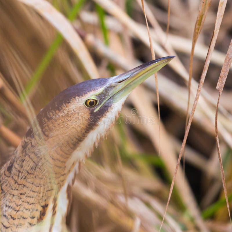 Close-up Great Bittern Botaurus Stellaris Hidden in Reed Stock Image ...