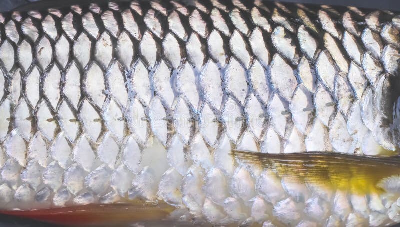 Natural Fish Scale Texture Seamless Patterns on Background Stock Photo ...