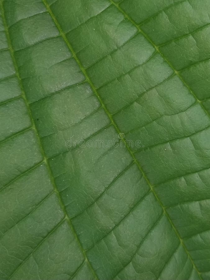 A Green Leaf with a Texture that is Rectangular in Shape. Stock Image ...