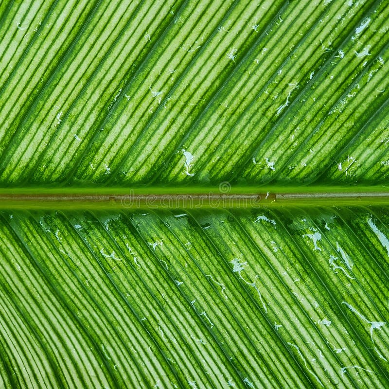 Close Up of Natural Pattern on Green Leaf Stock Image - Image of ...