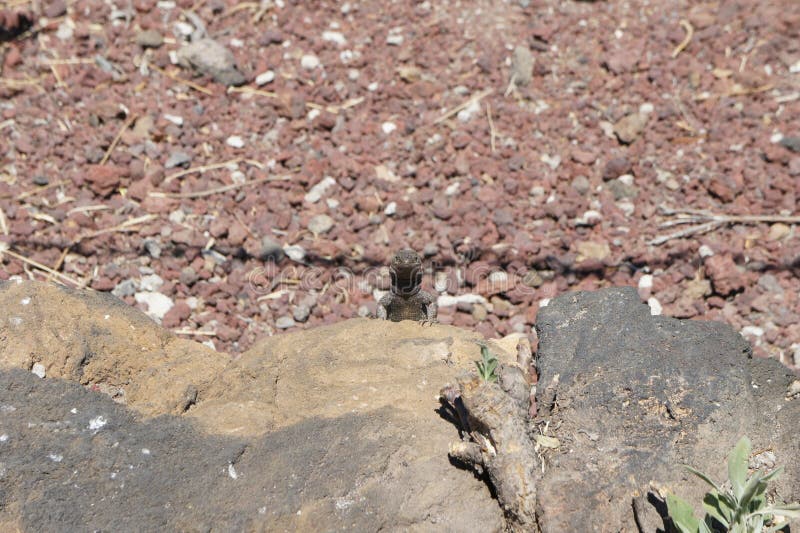A Dirt Area Full of Rocks and Rocks in the Desert Stock Image - Image ...