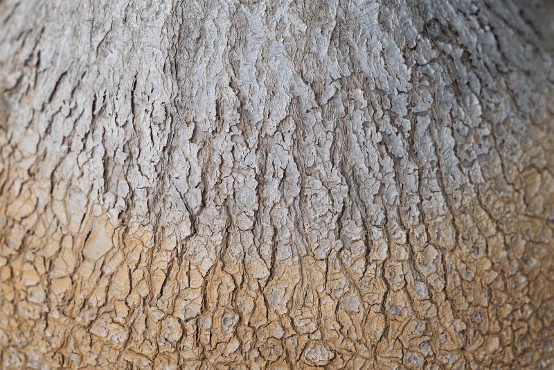 Natural Root Texture Background Material Stock Image - Image of board ...