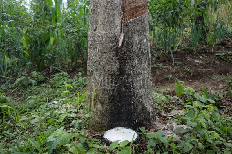 Close Up Natural Rubber Latex Trapped from Rubber Tree, Latex of Rubber ...