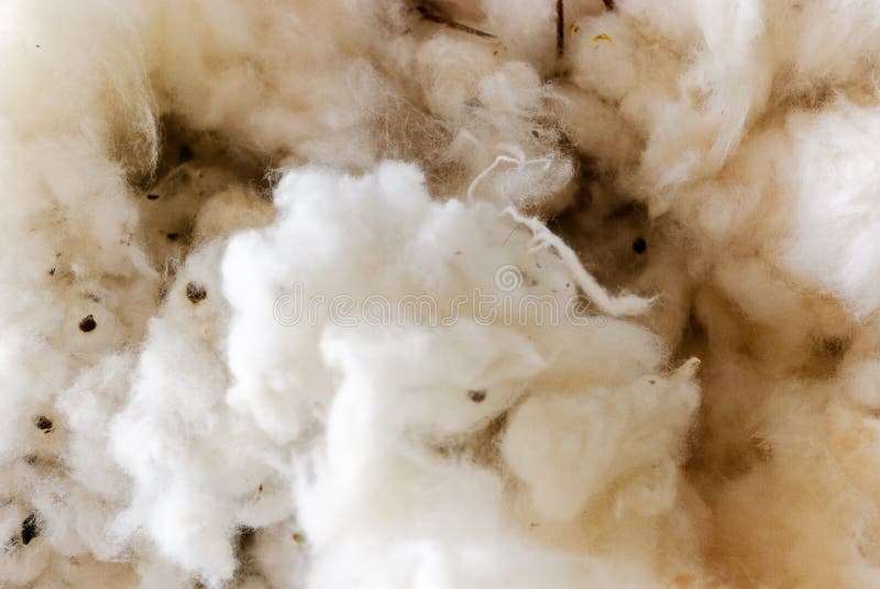 Close Up Natural Sheep Wool Stock Image - Image of fluffy, surface ...