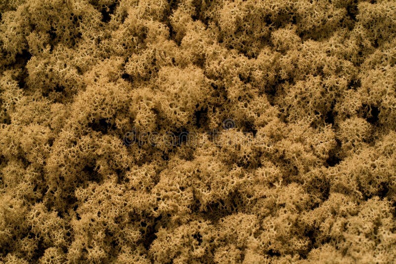Close-Up of Natural Sponge Texture Showing Organic Patterns and Details ...