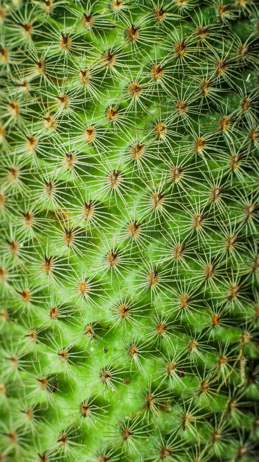 Close Up Natural Texture Background of Cactus Thorns Stock Photo ...