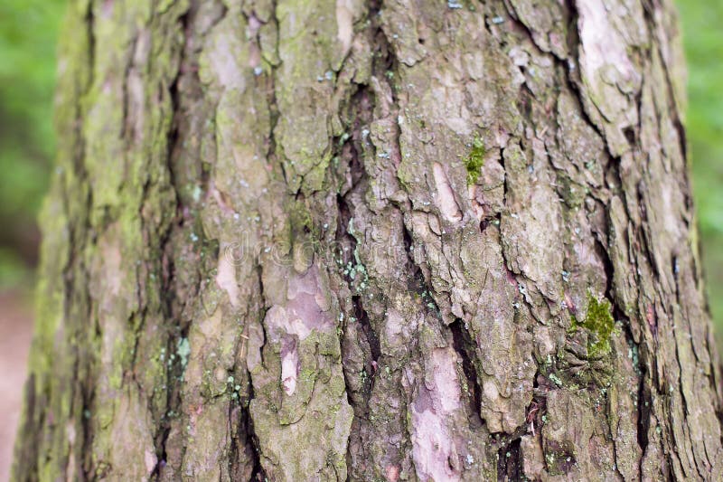 Tree Bark Texture, Eco Background Stock Photo - Image of design, grunge ...