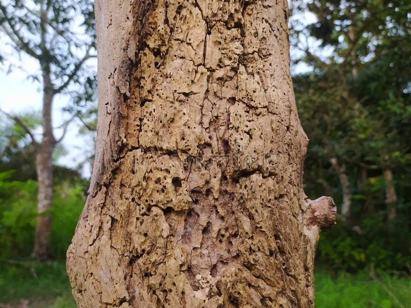 Close-up of Naturally Textured Haystack Displaying Dry Stalk Patterns ...