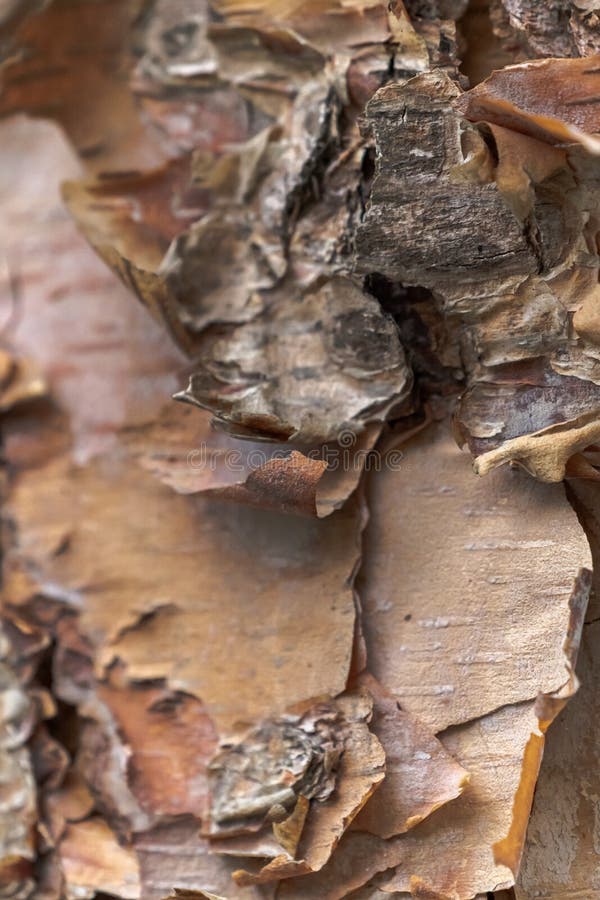 Close Up Nature Background Image of Peeling Bark on a River Birch Tree ...