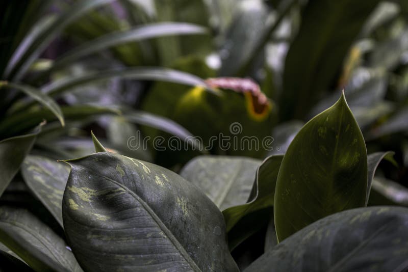 Nature Green Leaves Background. Creative Layout for Design Stock Image ...